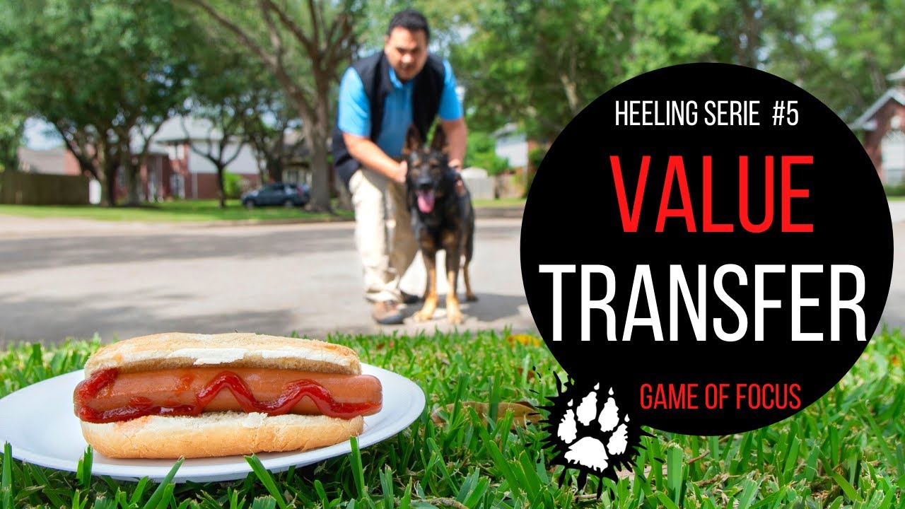 Value transfer | service dogs heeling training - YouTube