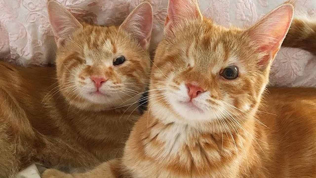 Meet Sylvie And Jules, The Adorable Pair Of One-eyed Cats With Eyelid ...