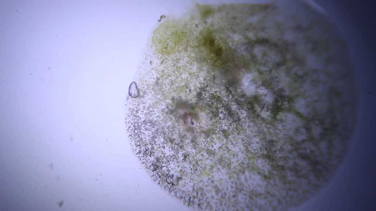 The beautiful world under a microscope. - YouTube