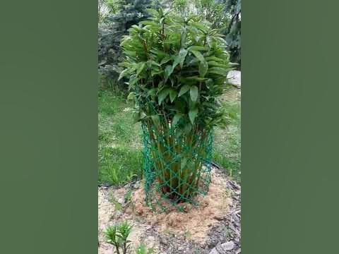 Опоры для пионов - YouTube
