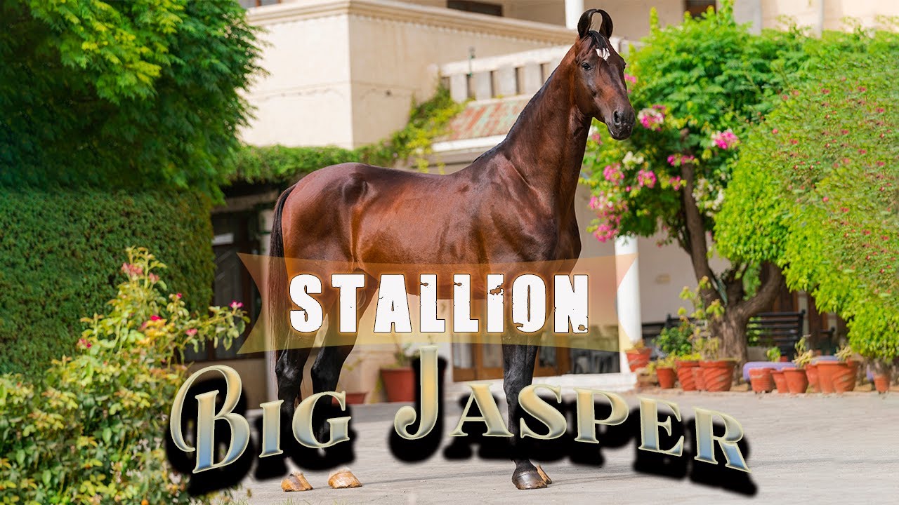 BIG JASPER /OWNER SANJAM BADADl/MANN HORSE PHOTOGRAPHY - YouTube