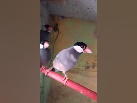 Java Sparrow finches - YouTube