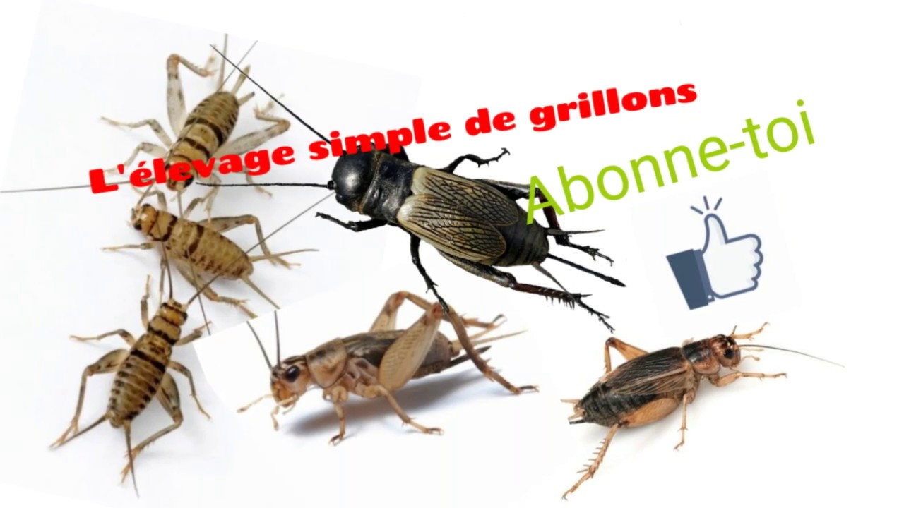 ÉLEVAGE 100% EFFICACITÉ GRILLONS - YouTube