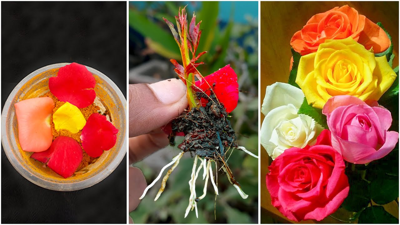 How to grow rose from different color of Petals at home || Easy method ...
