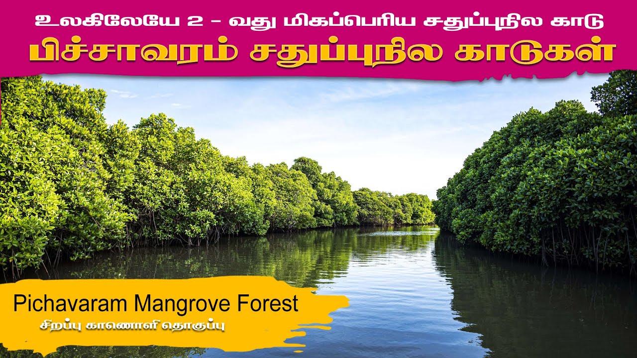 pichavaram mangrove forest in tamil | pichavaram boating | pichavaram ...