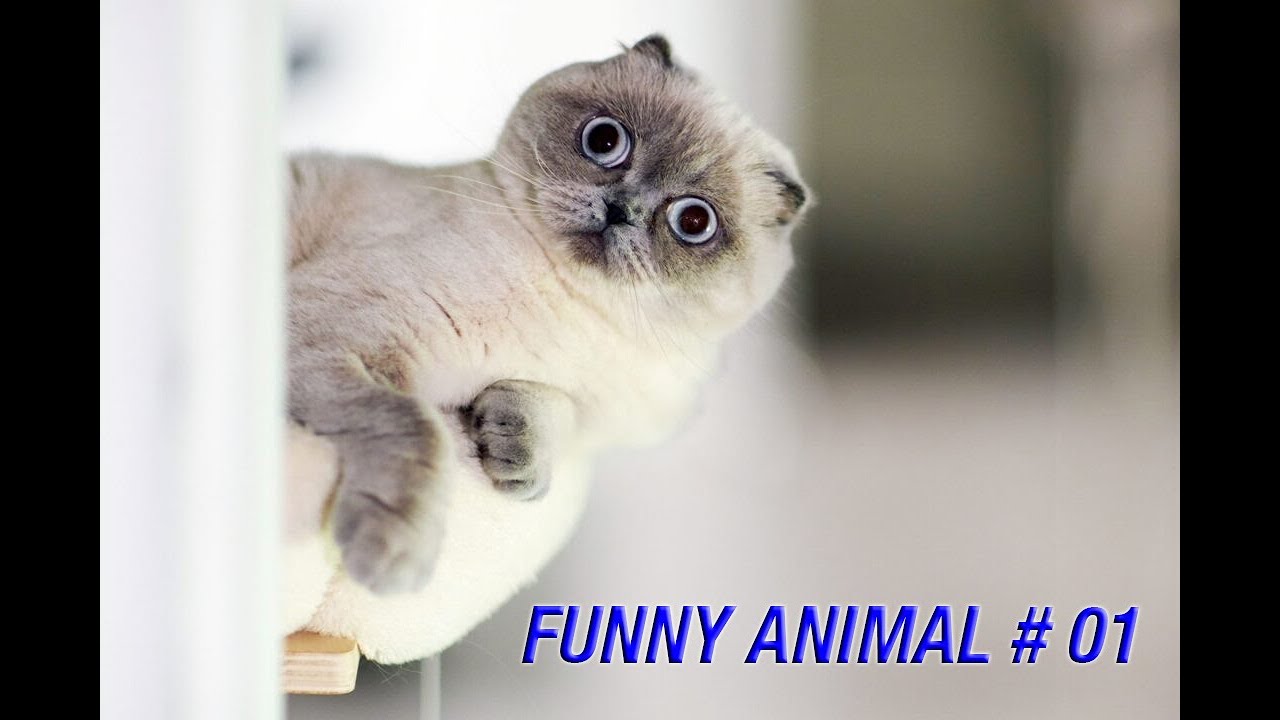 Funny Animal - Try not laugh - YouTube