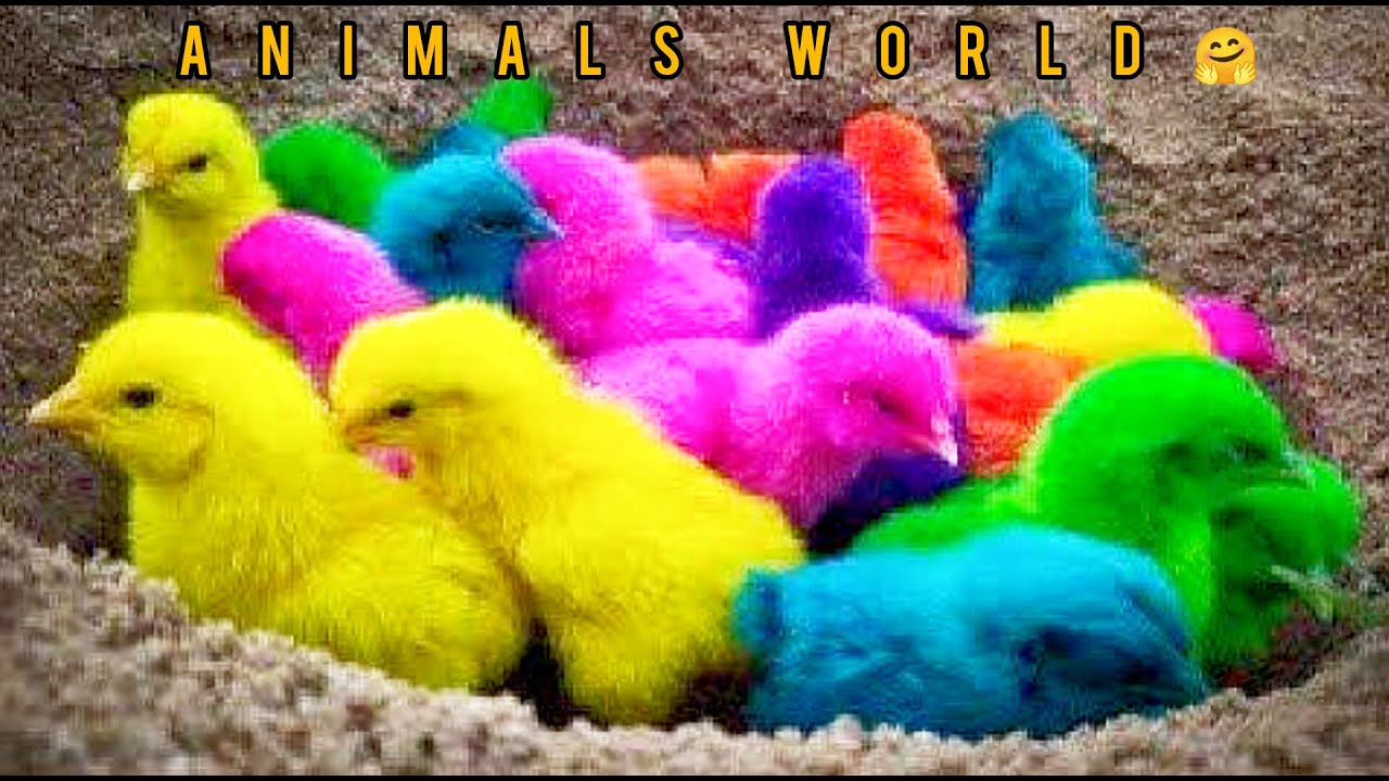 many coloured chicken baby and small chicks chicken color full hen 🤗🐥🐣🐥 ...