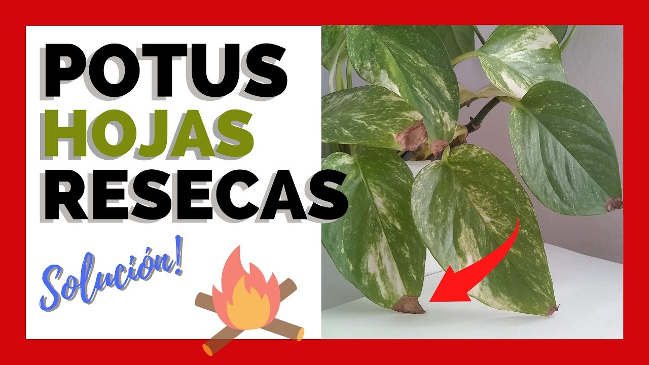 PORQUÉ SE PONEN SECAS LAS PUNTAS de las HOJAS ️ POTUS y CÓMO ...