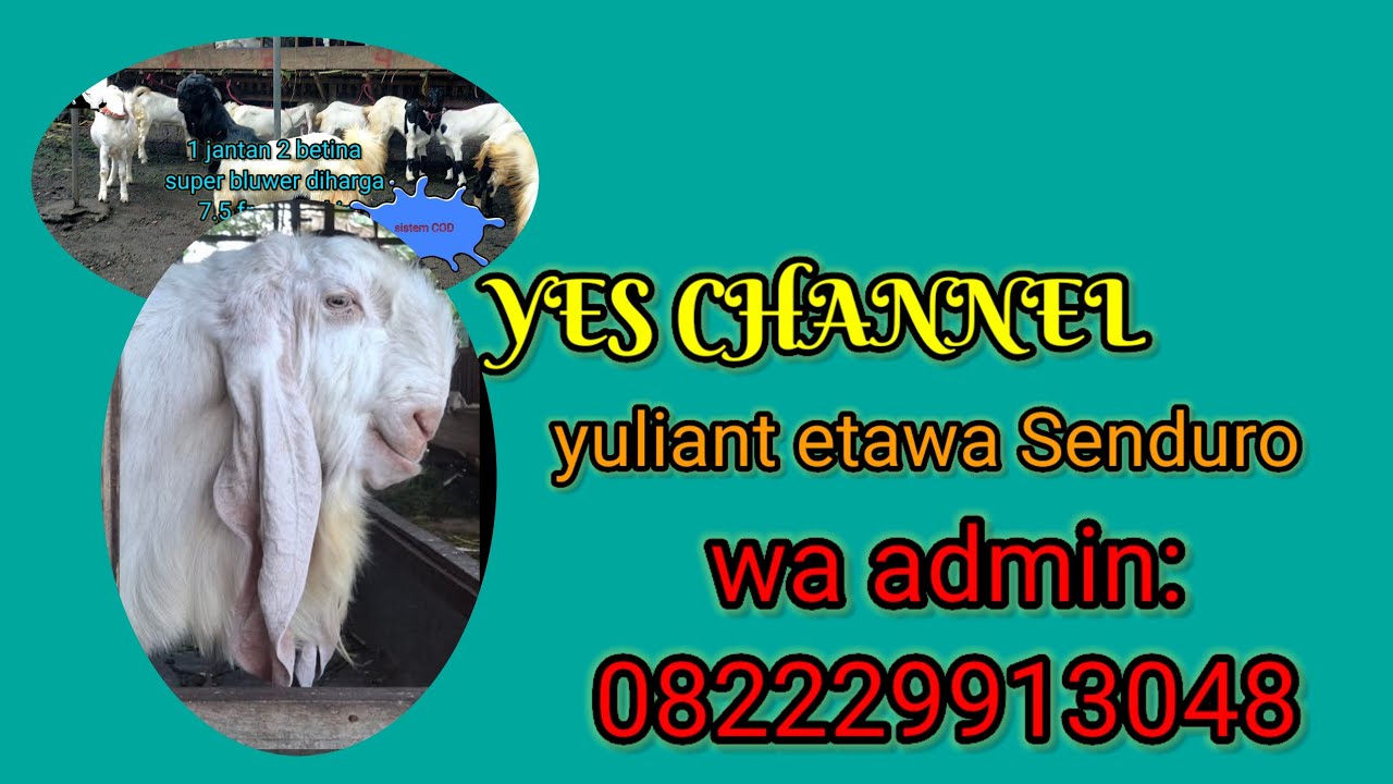 REVIEW HARGA KAMBING SENDURO dan PE KALIGESING 11/2/2025 - YouTube