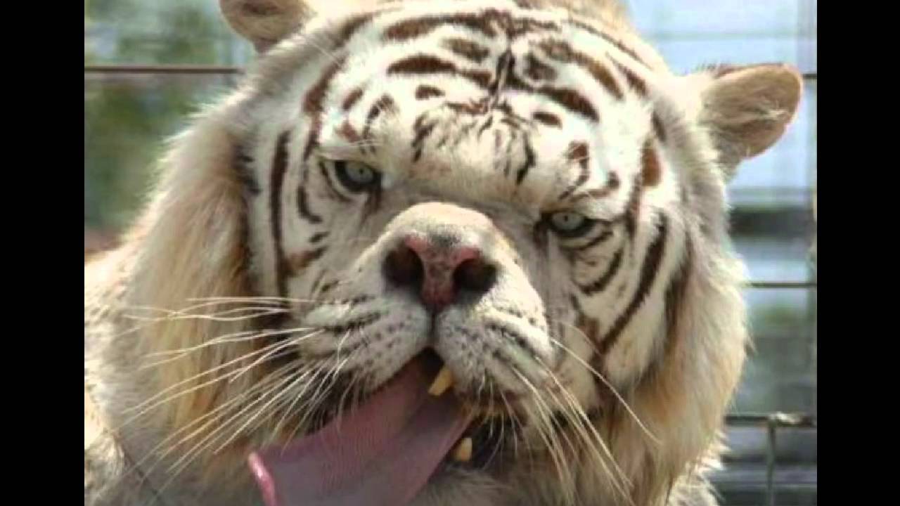 Funny big cats - YouTube