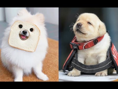 Şirin Yavru Köpek Videoları-Komik ve Eğlenceli(Baby Dogs-Cute and Funny Dog Videos Compilation)#7