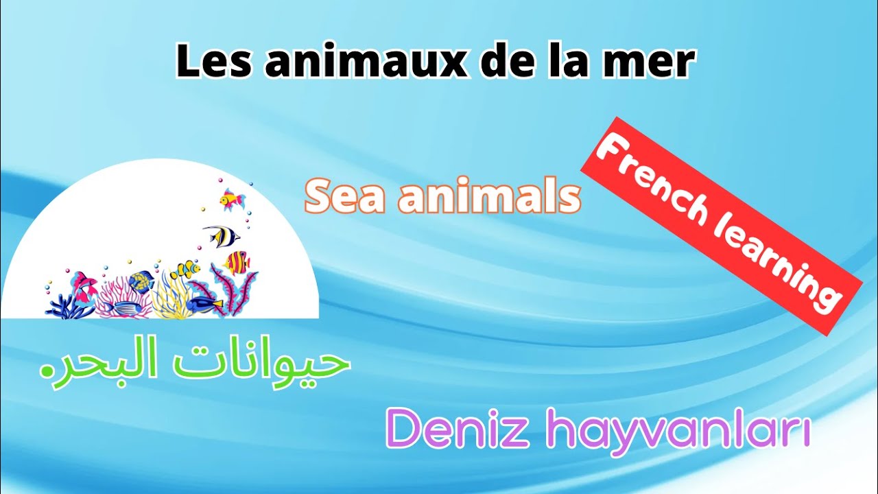 🐬 Sea animals glossary in french - Vocabulaire des animaux de la mer ...