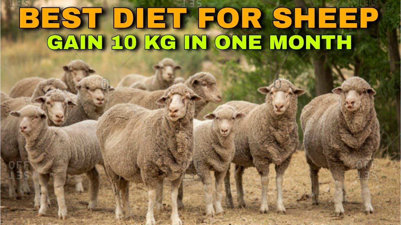Best diet plan for sheep || fast weight gain diet for sheep || diet ...