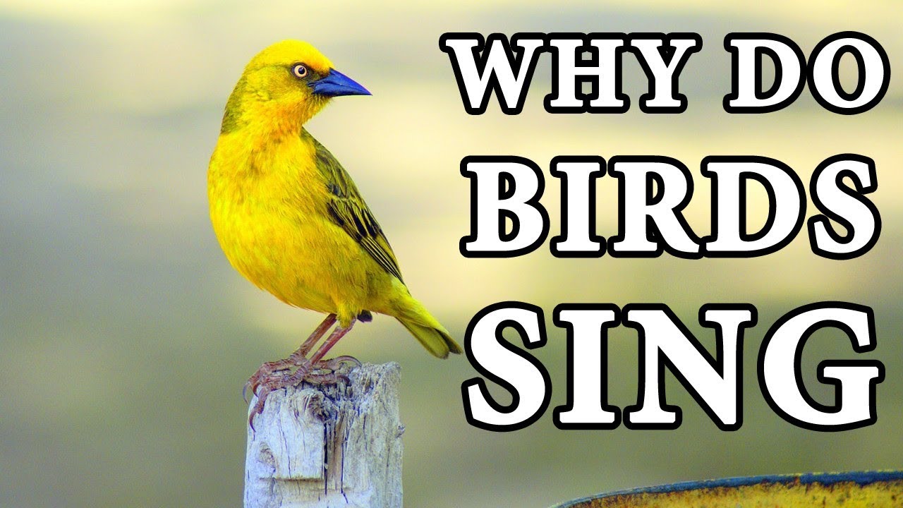 How and Why do Birds sing? - YouTube