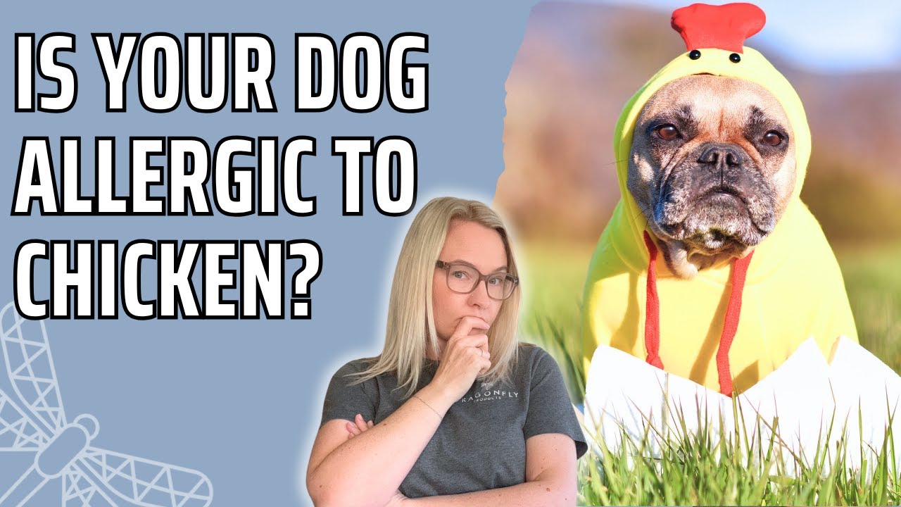 Why Are So Many Dogs Allergic To Chicken? - YouTube
