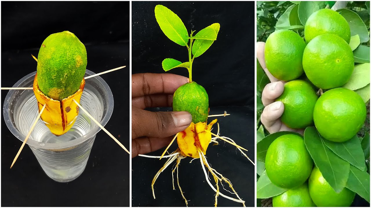 Propagation Lemon Tree From Lemon In A Banana Organic Rooting Hormone ...