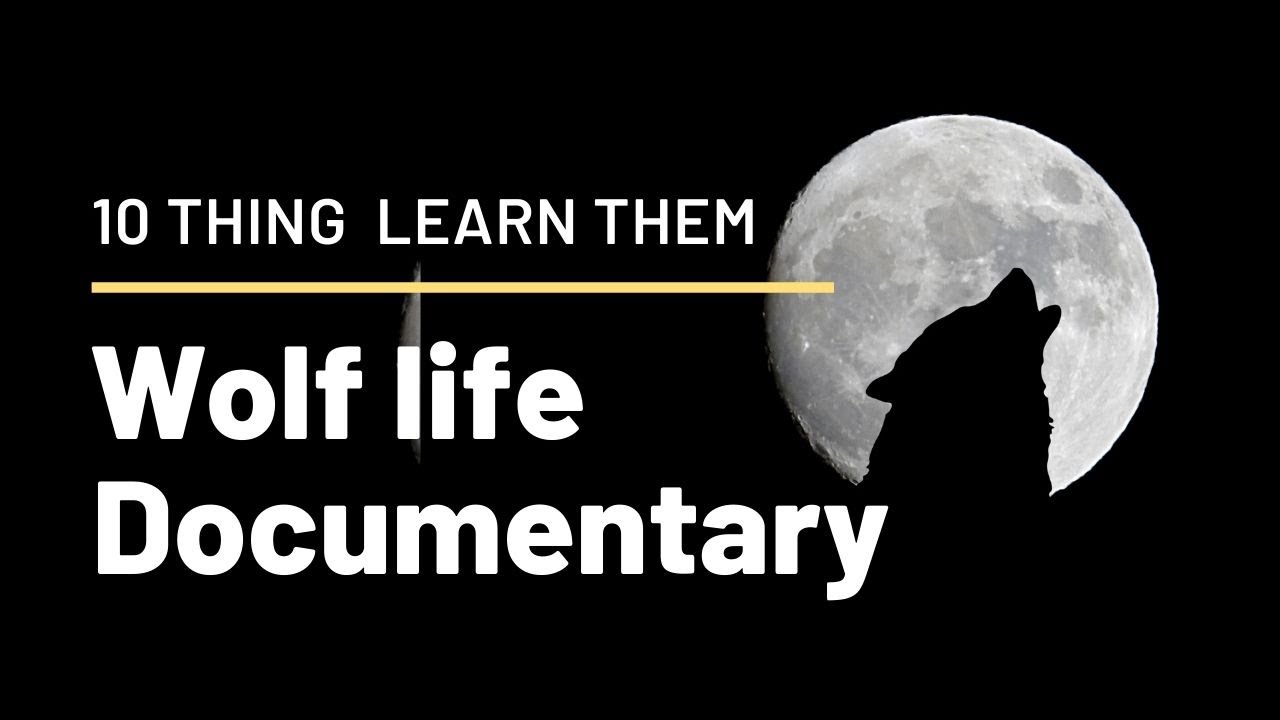 Wolf life documentary 10 thing we can learn them - YouTube