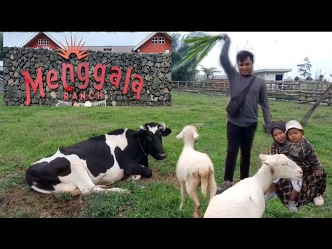 WISATA KEPETERNAKAN DOMBA DAN SAPI MENGGALA RANCH - YouTube