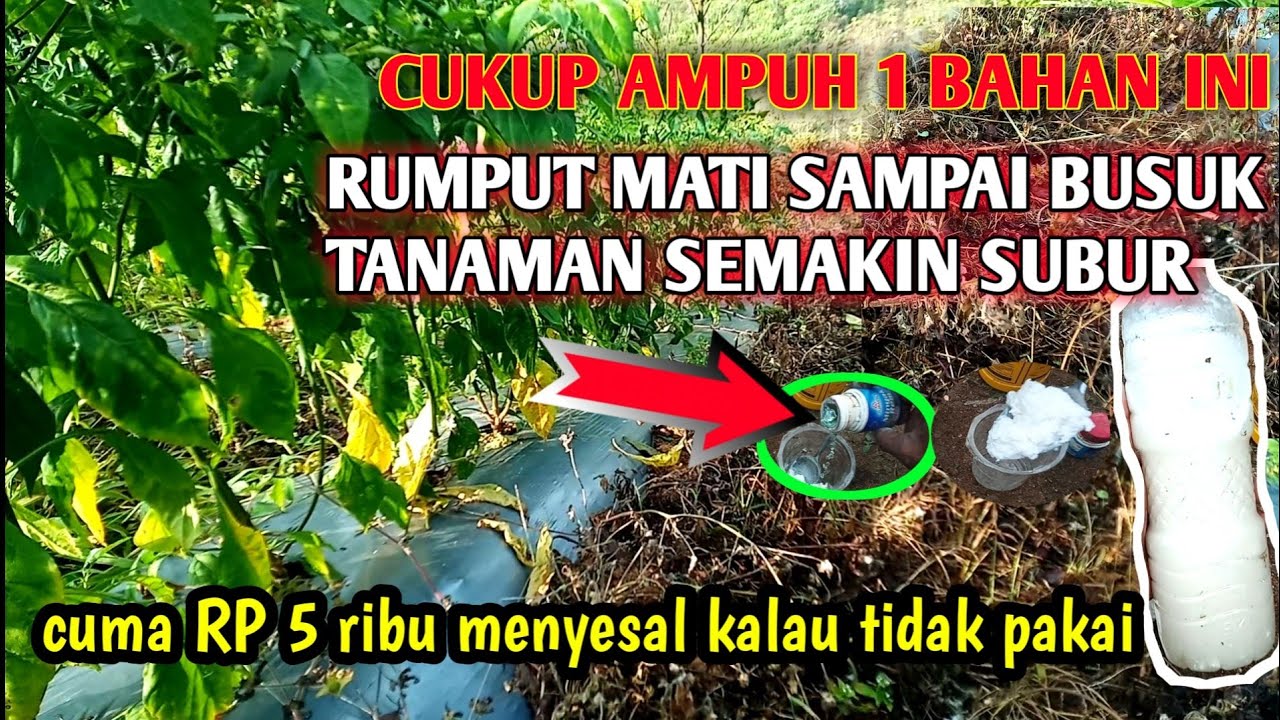 KEREN* RACUN AJAIB ll RUMPUT MATI TANAMAN CABAI TIDAK MATI WALAU ...