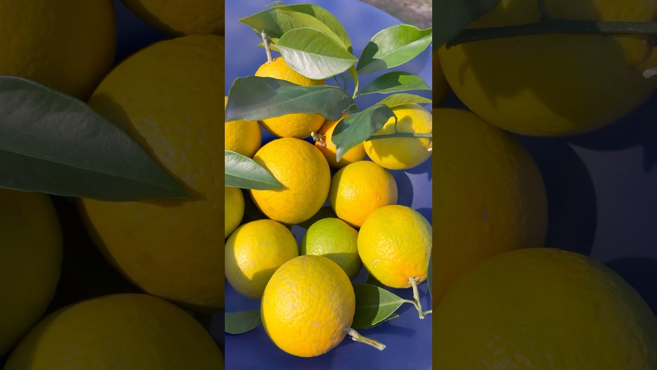 Mosambi Citrus Sweet Limetta Mousami lime Lemon Orange Fresh Pot ...