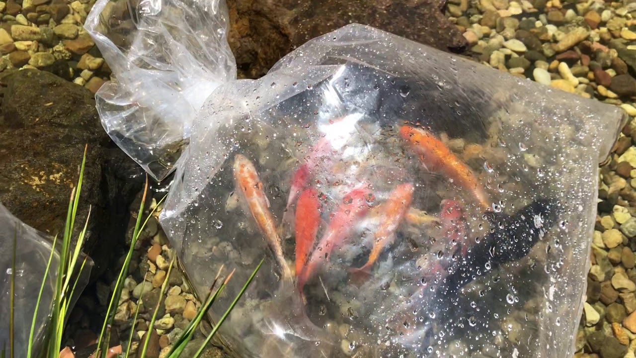 Mont Calabasas Pond - video #9 - YouTube