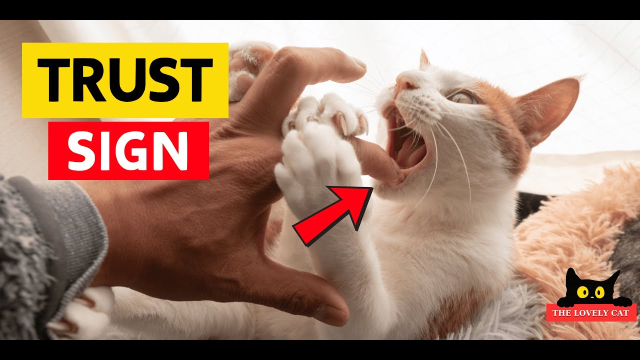 12 Signs That Your Cat Trust You - YouTube
