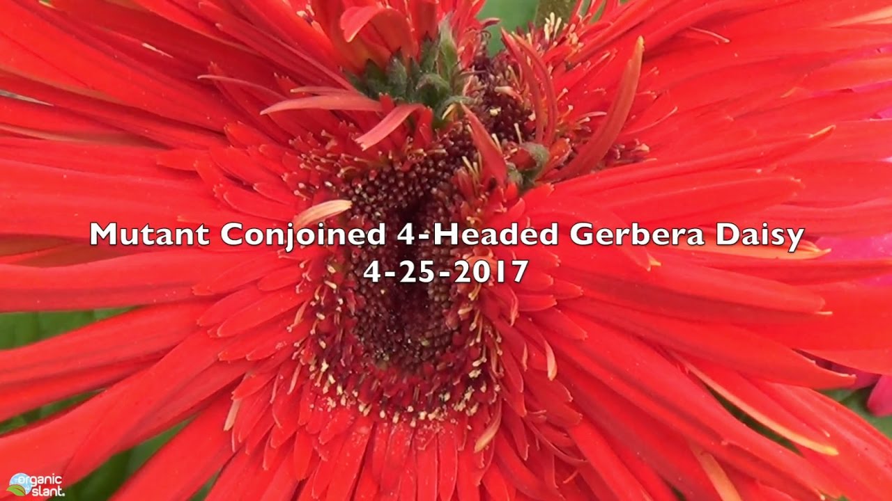 Mutant Conjoined 4-Headed Gerbera Daisy 4-25-2017 | Organic Slant - YouTube