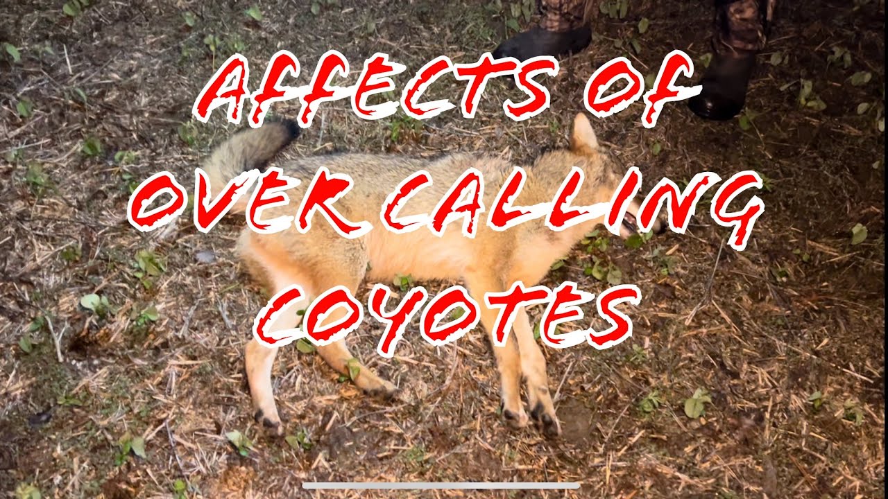 7 coyotes called in 1 within range. Sad truth of over calling coyotes ...