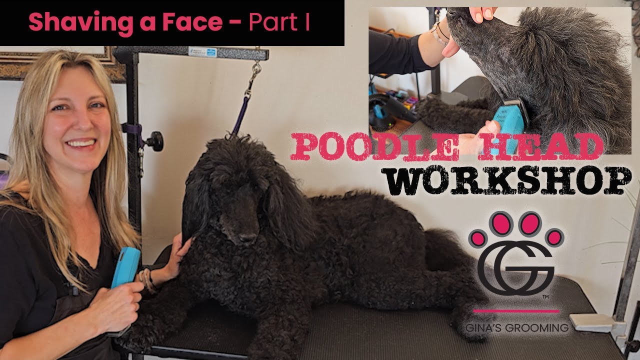 Shaving a Poodle Face - Poodle Head Workshop Part 1 #grooming #poodle # ...