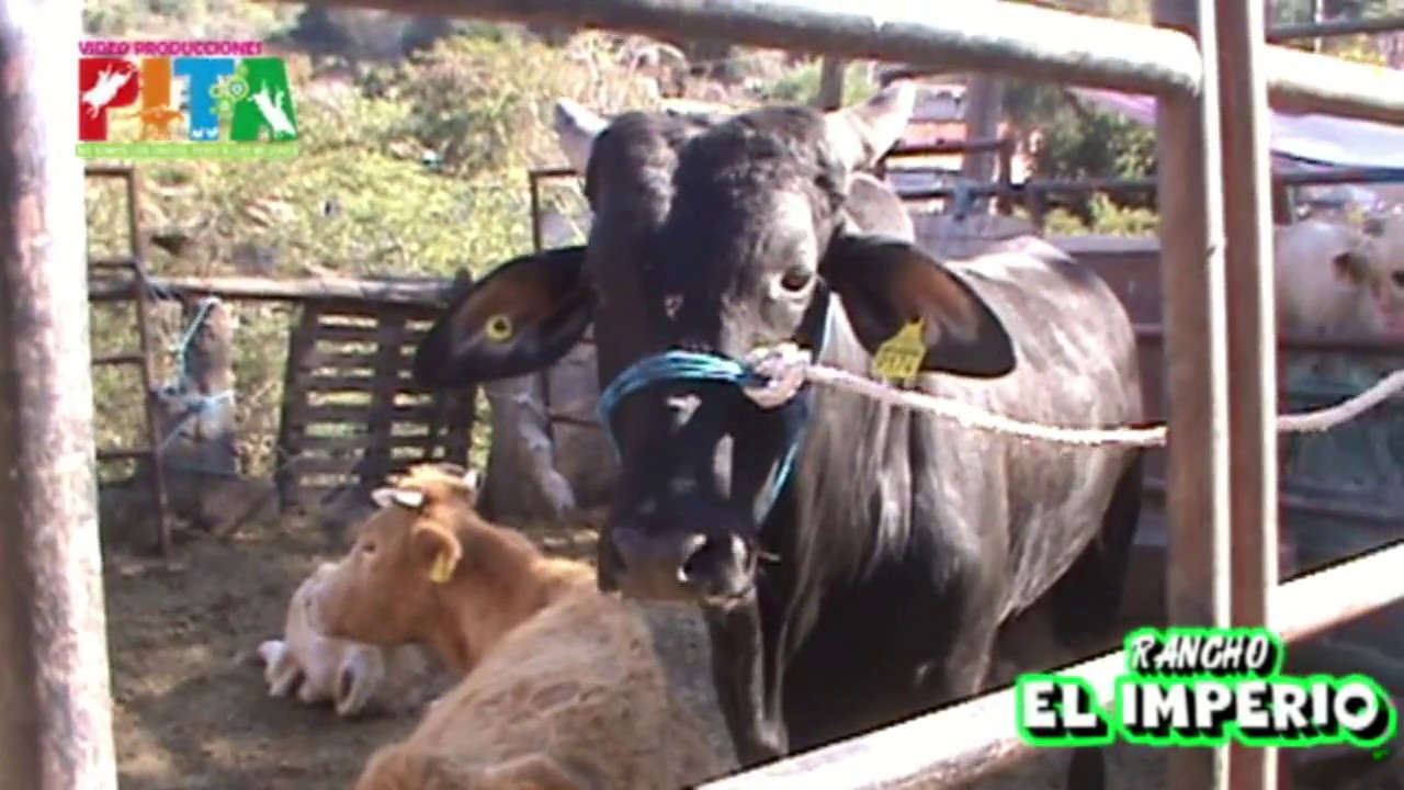 El Sauce,Gro.2017-Los Toros Amigables De Rancho El Imperio De ...