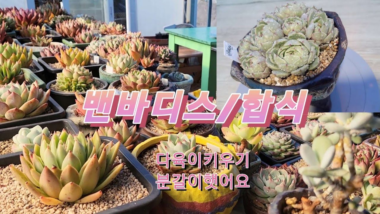 밴바디스 합식햇어요 힐링 다육이키우기 다육이농장 다육이분갈이 다육식물 多肉植物 Succulent 일상기록 농장
