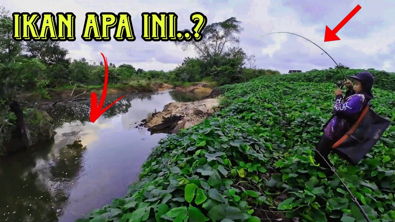 TARIKAN IKAN INI SANGAT LUAR BIASA...!! - YouTube