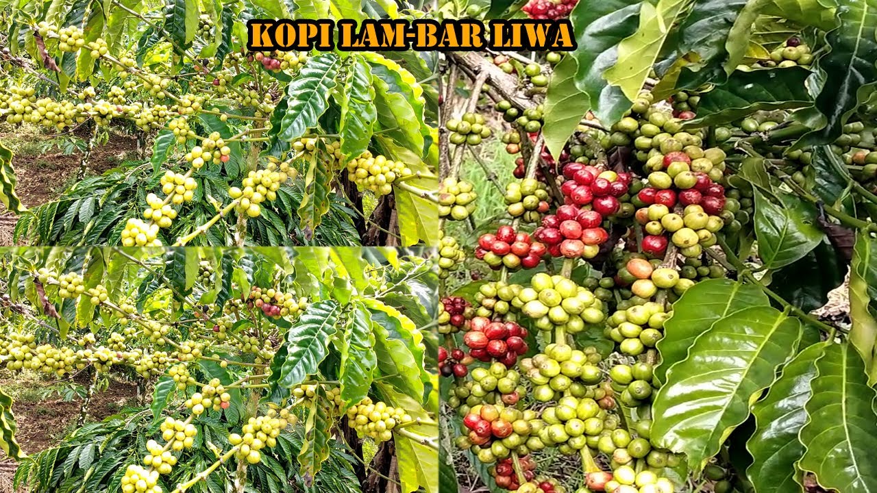 Perkebunan Kopi Robusta di lampung-barat - YouTube