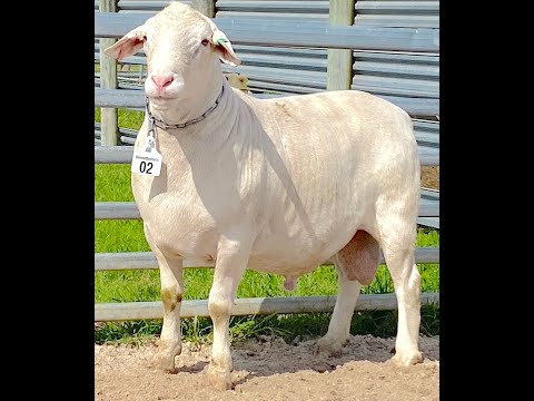 Monarch semen available   SD 480p