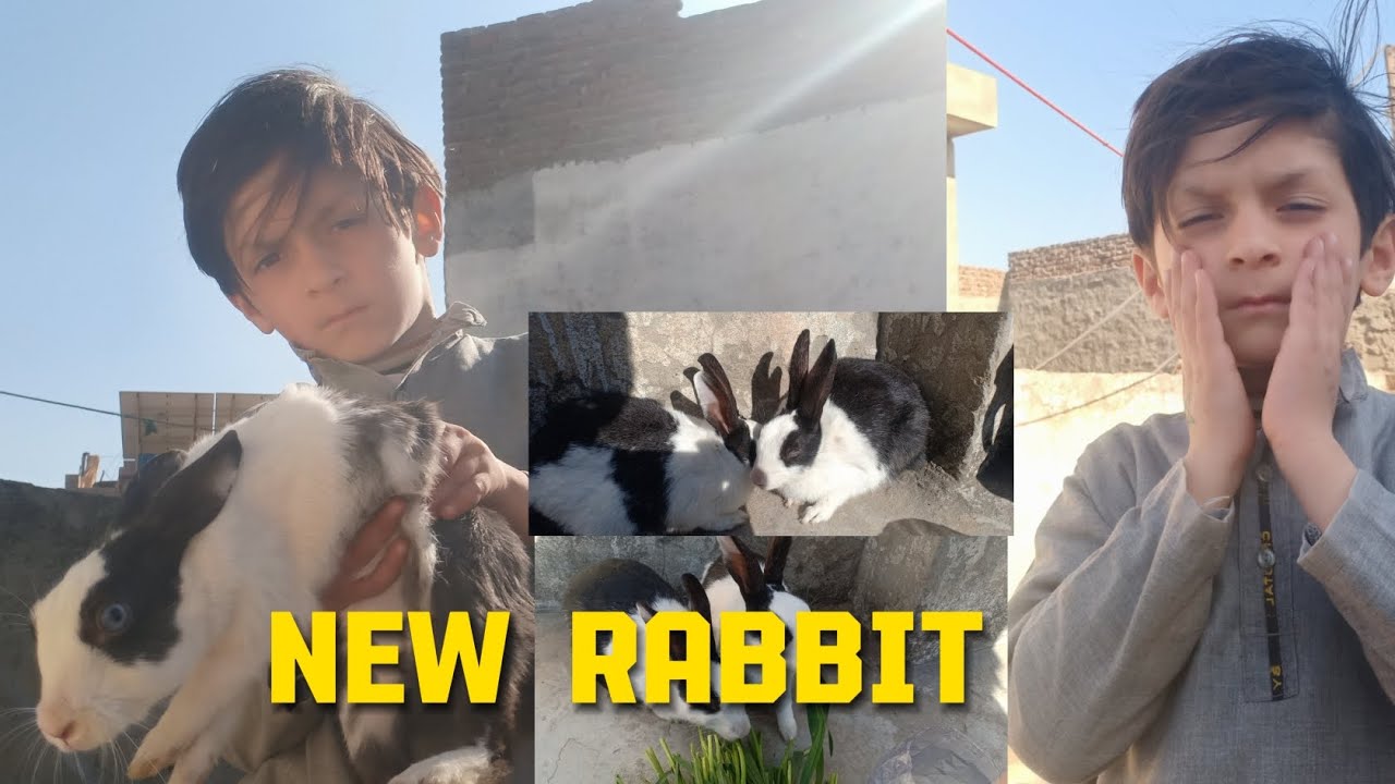 Alhamdullilah Bought The Rabbit 🐇 How Many Rabbit Beautiful Are There ...
