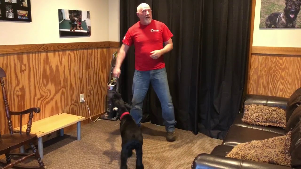 Jedi Master David Harris Says "Quill" 18Wk Giant Schnauzers Is A ...