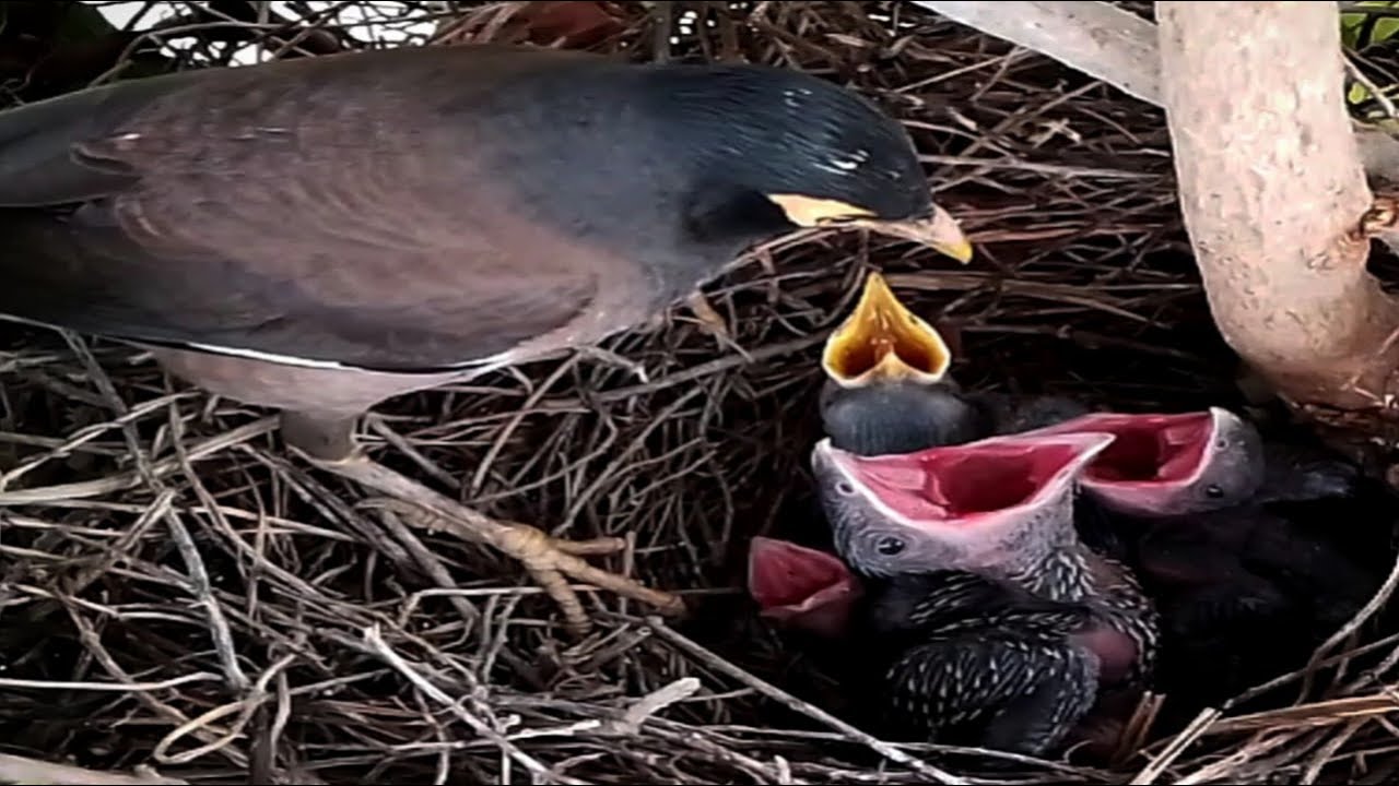 Common myna Baby Birds open their mouths bigger than their mothers# ...