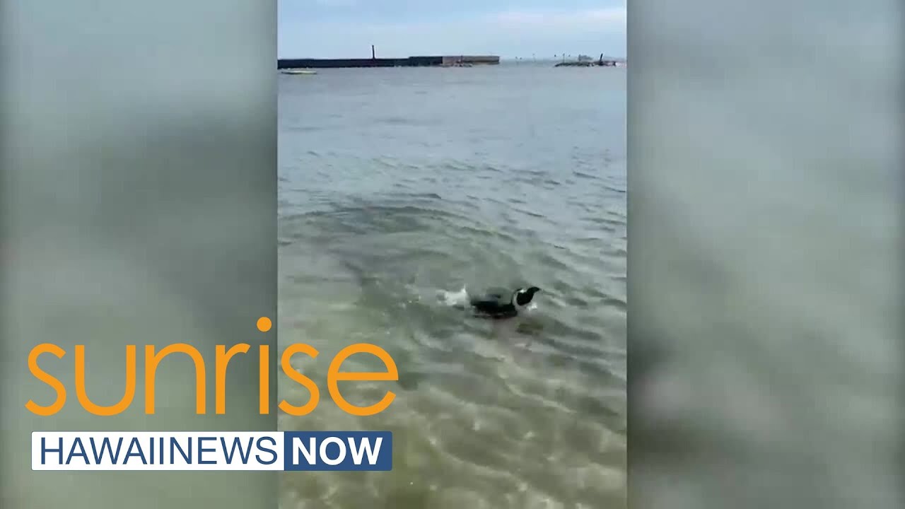 What's Trending: Typhoon save penguin in Japan - YouTube