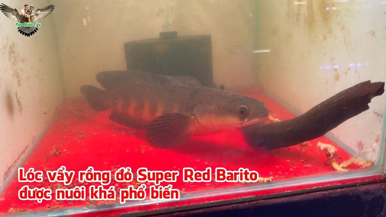 Lóc vẩy rồng đỏ Super Red Barito được nuôi khá phổ biến - YouTube