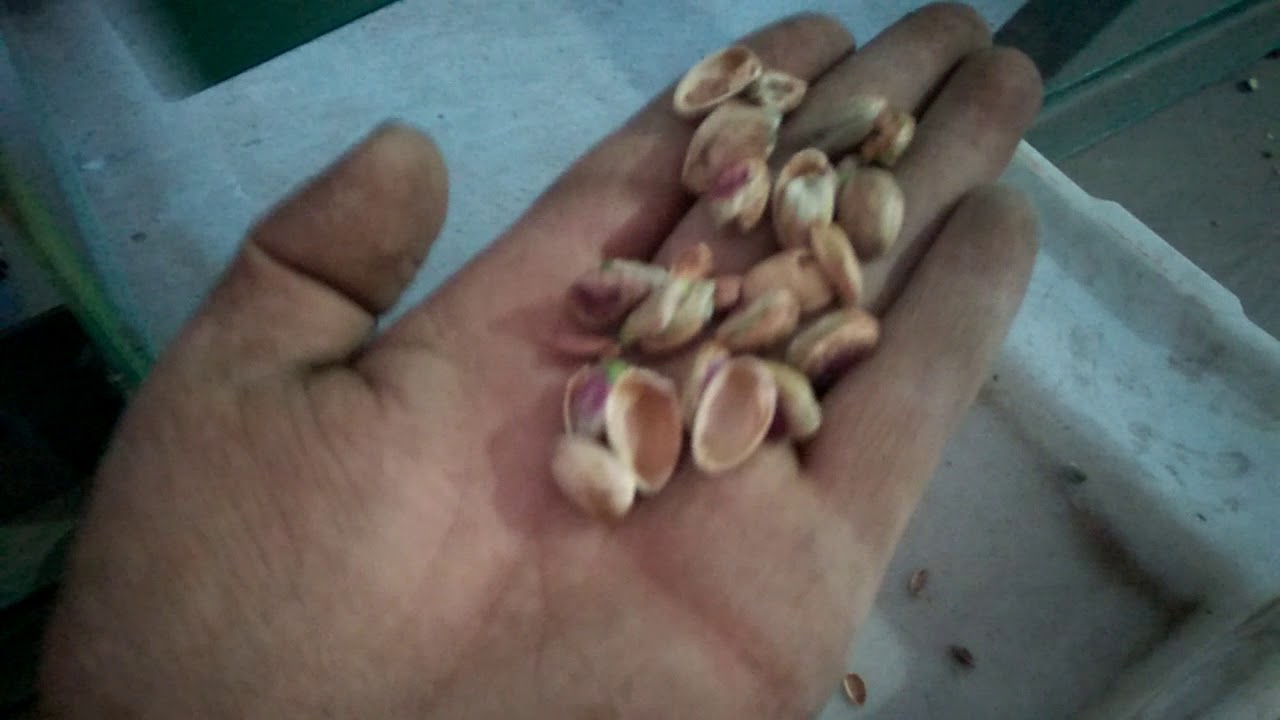 Pistachio Shelling Machine 1 - YouTube