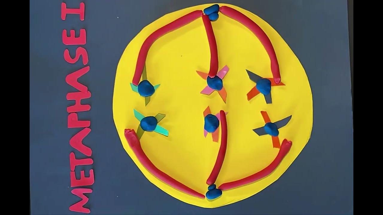 Meiosis Stop Motion Project Rough Draft 2 - YouTube