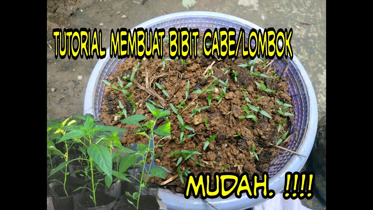 Cara menanam bibit cabe/lombok - YouTube