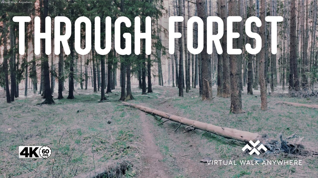 [4K] Virtual Walk in Woods. Forest Walk - YouTube