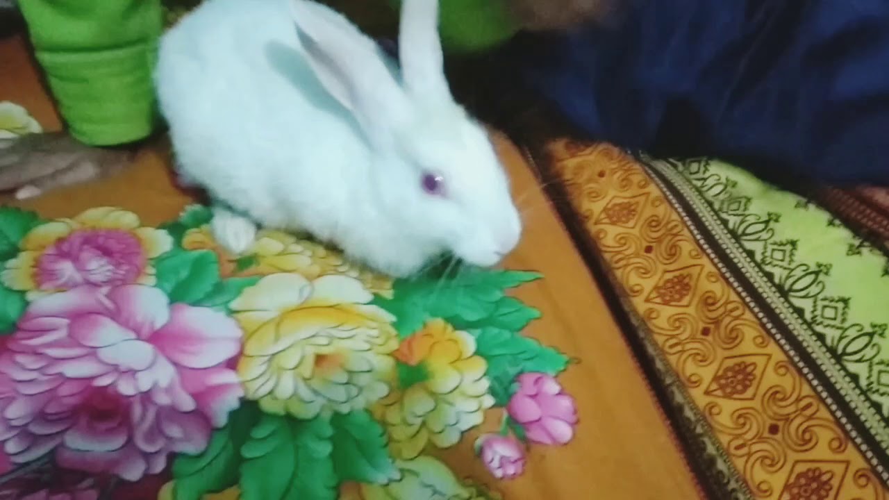 Funny Baby Bunny Rabbit Videos #1 - Cute Rabbits Compilation 2020 - YouTube