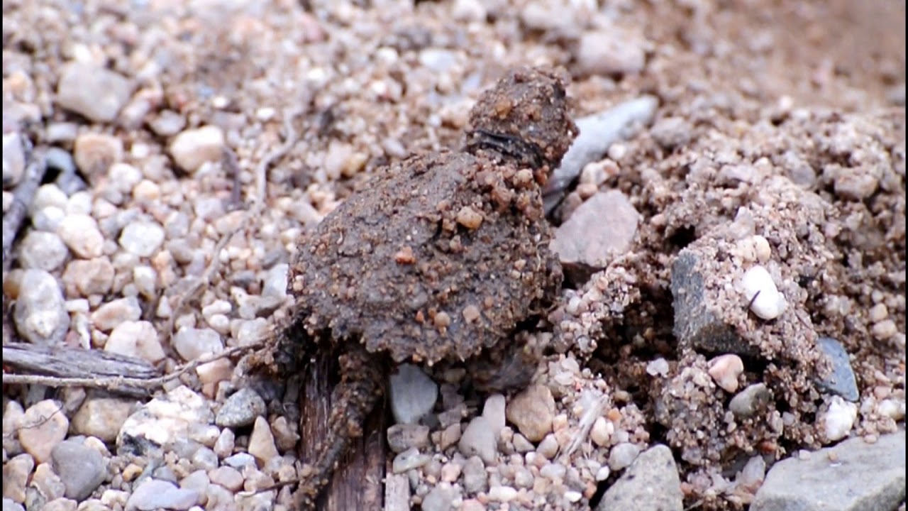 Snapping turtles hatching Sept. 12/2018 - YouTube
