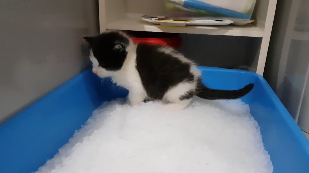Kitten's first litter dump - YouTube