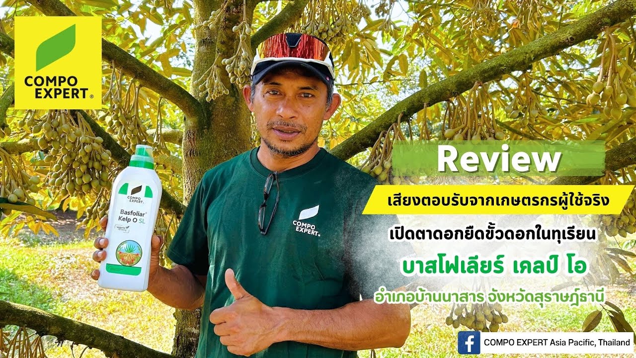รีวิวการใช้ บาสโฟเลียร์ เคลป์ โอ เปิดตาดอกยืดขั้วดอกในทุเรียน - COMPO ...