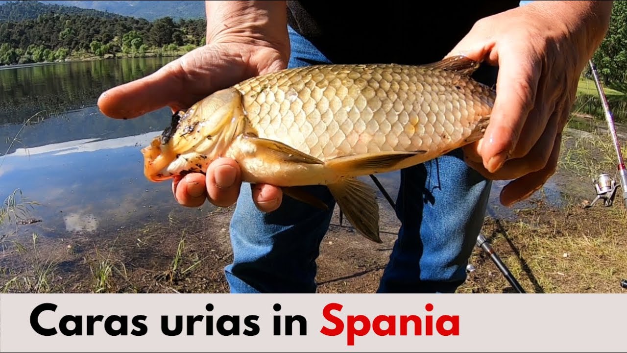 4 ore la Pescuit CARAS MARE pe BARAJ 🐟😍 - YouTube