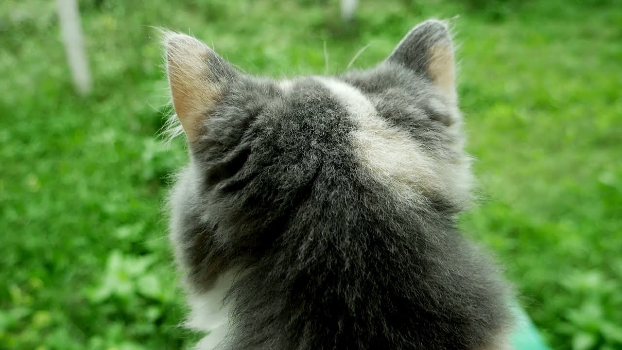 cat enjoying after rain.. #cat - YouTube