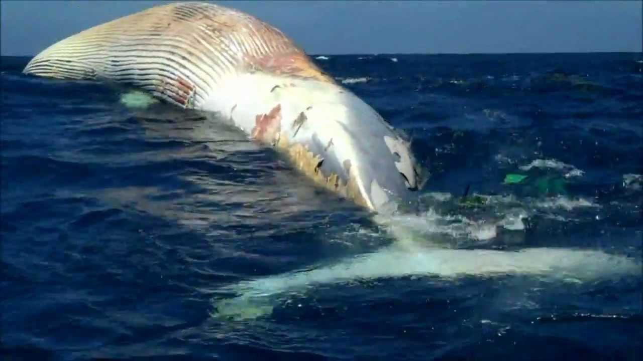 Swimming With MASSIVE Rotting Whale - YouTube